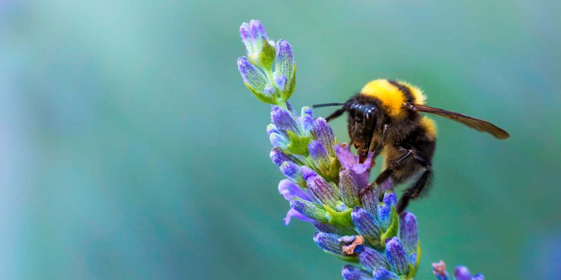 Scientists Discover Gut Bacteria That Improve Memory in Bees | Lab Manager