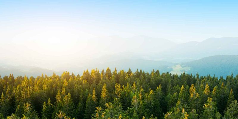 Strategic Forest Reserves Could Mitigate Climate Change, Protect ...