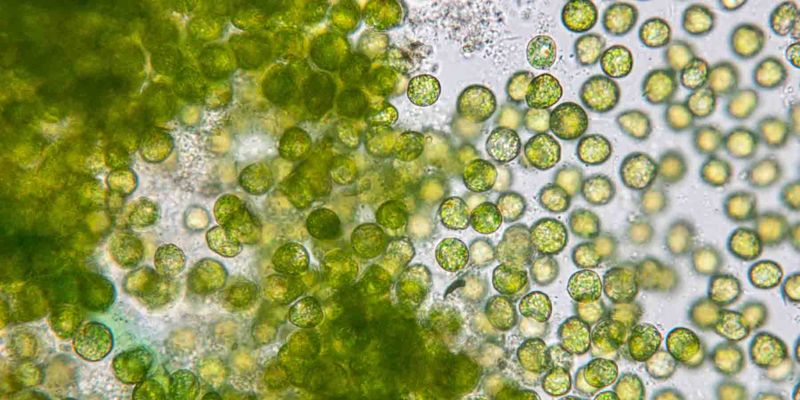 Ancient Lineage of Algae Found to Include Five Cryptic Species | Lab ...