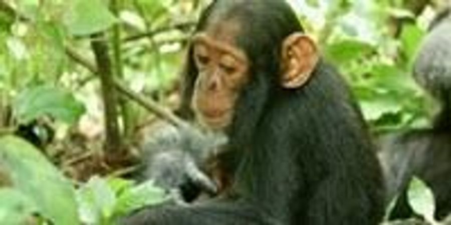 Human Respiratory Viruses Continue to Spread in Wild Chimpanzees | Lab ...