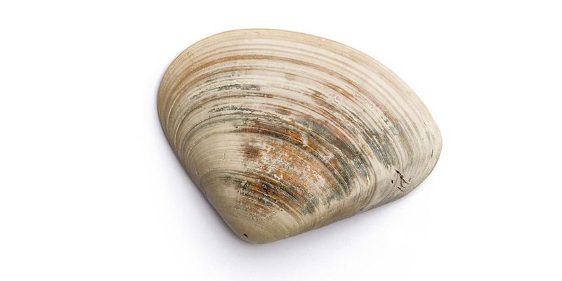 Clam Fossils Help Scientists Find Errors in Evolutionary Tree ...