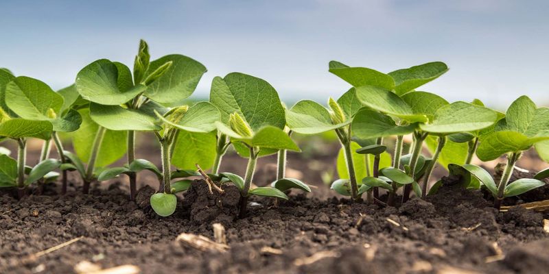 New Inoculation Method Can Protect Soybeans Against Devastating Leaf ...