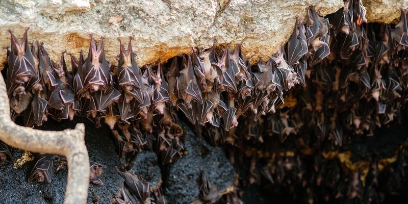 ‘Organoid’ Grown in Lab to See Why Bats Live with Viruses but Don’t Get ...