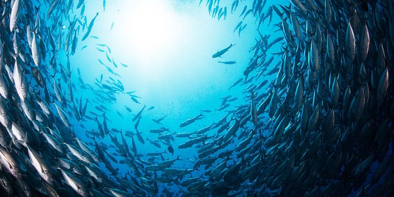 Researchers Develop Automated Method to Identify Fish Calls Underwater ...