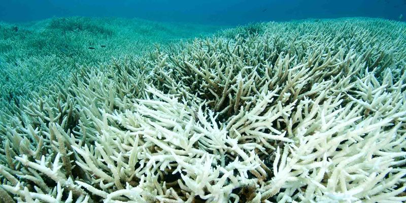 Bleached Coral Reefs Continue to Supply Nutritious Seafood | Lab Manager