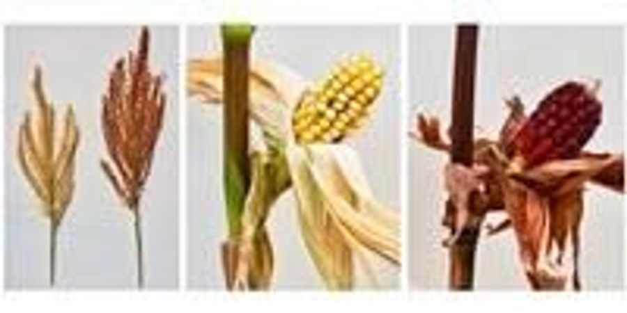 Unraveling of 58-Year-Old Corn Gene Mystery May Have Plant-Breeding ...