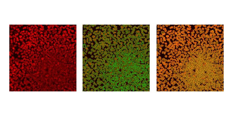 Improved Deep Learning Capabilities For Fast Image Analysis Lab Manager
