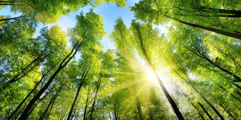 Future Forests Will Have Smaller Trees and Soak Up Less Carbon | Lab ...