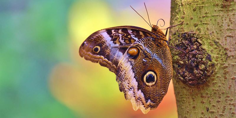 Butterfly Eyespots Reuse Gene Regulatory Network | Lab Manager