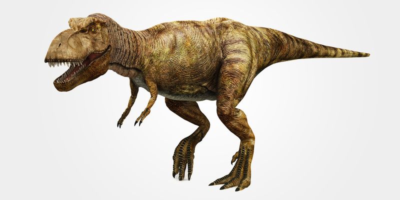 Tyrannosaurus Remains Hint at Two Possible Species Distinct from T. rex ...