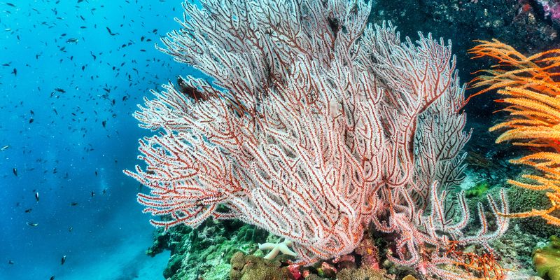 New Cellular and Molecular Details of Coral-Algae Relationship Revealed ...