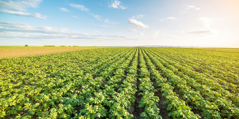 The Importance of Underutilized Crops for Future Food and Nutrition ...