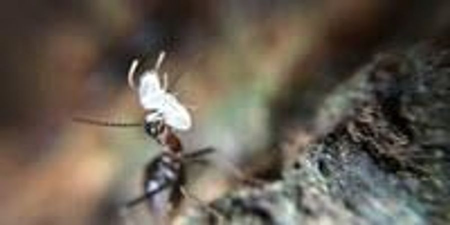 Termites Mitigate Effects of Drought in Tropical Rainforests | Lab Manager