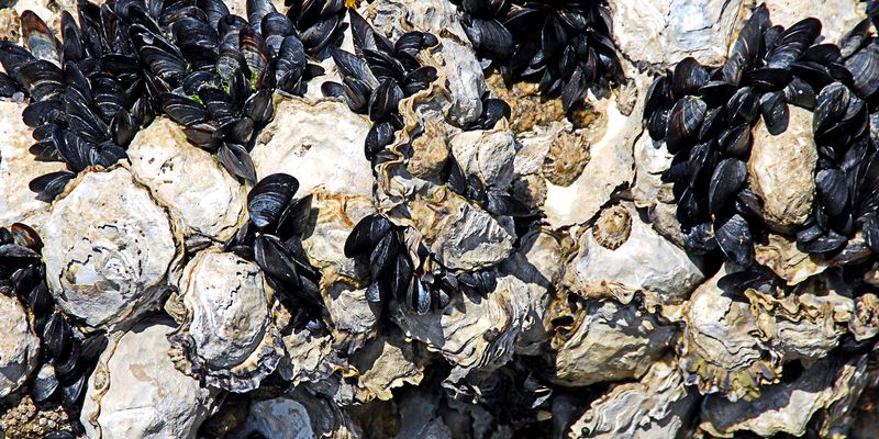 Shells Reveal How Prehistoric Humans Adapted to Intense Climate Change ...