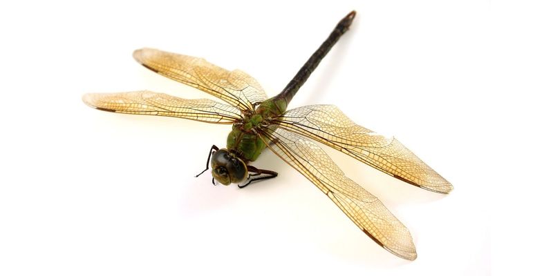 Dragonflies Use Vision, Subtle Wing Control to Straighten Up and Fly ...