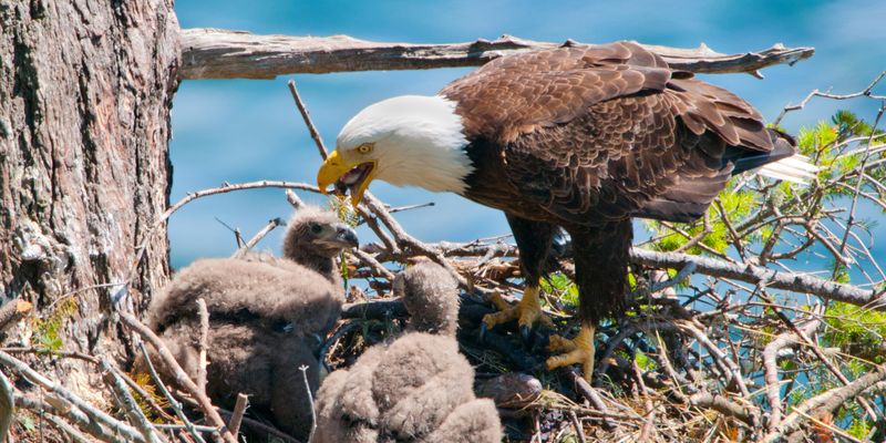 Using Data from Citizen Science to Keep Wild Birds in Flight | Lab Manager