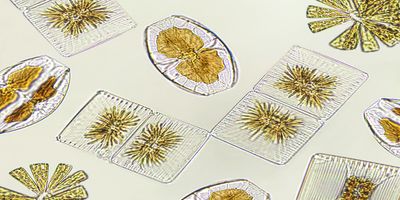 Decline of Diatoms Due to Ocean Acidification | Lab Manager