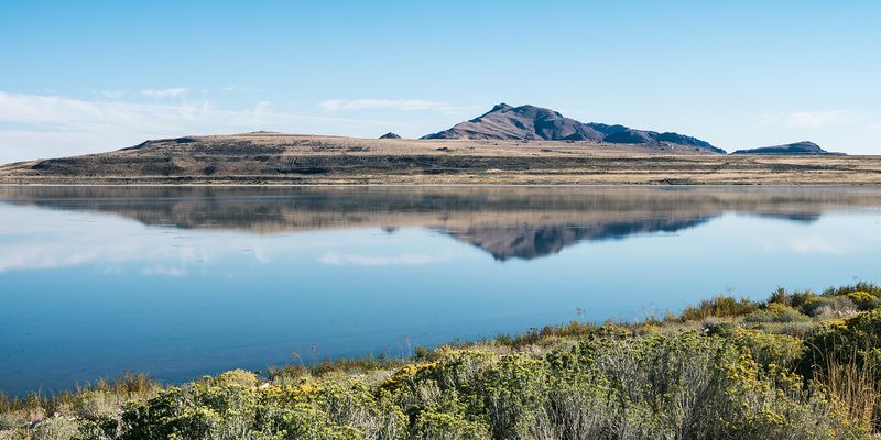New Research Finds Toxic Metals Absorbed by Great Salt Lake Plants and ...