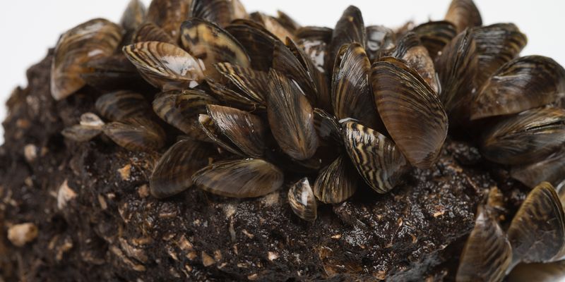 Confronting Invasive Species to Prepare for Climate Change | Lab Manager