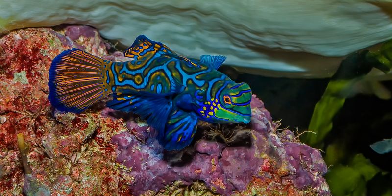 ‘Ugly’ Reef Fishes Are Most in Need of Conservation Support | Lab Manager