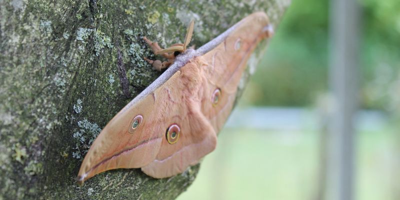 Moth Wing-Inspired Sound Absorbing Wallpaper in Sight after ...