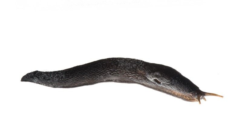 Citizen Scientists Help Discover a New, Giant Slug from Europe | Lab ...