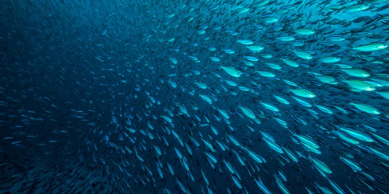 Study Finds Chaos Is More Common in Ecological Systems than Previously ...