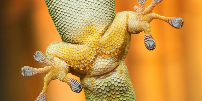 Gecko Feet Are Coated in a Layer of Lipids That Help Them Stay Sticky ...