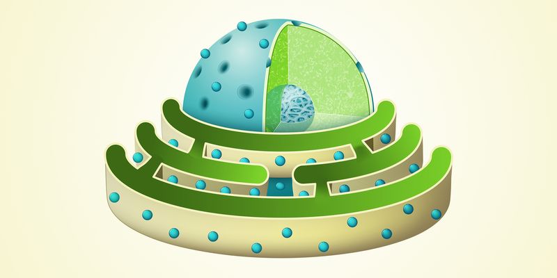 Researchers Piece Together Treasured Cellular Gateway for First Time ...
