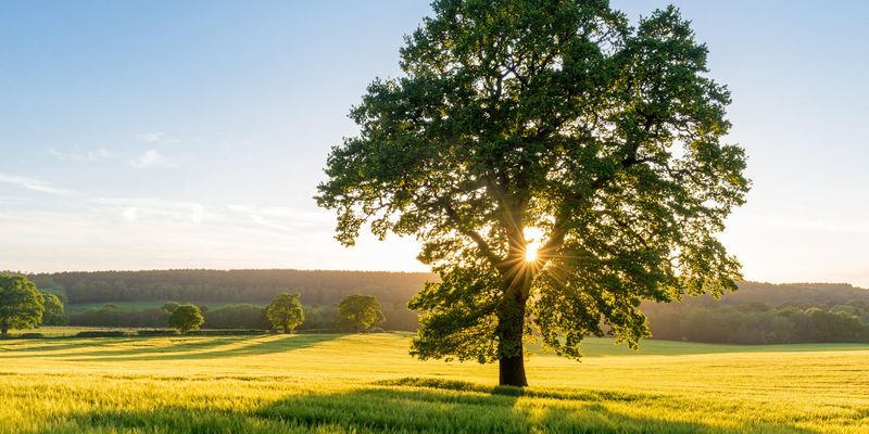 Upgrade for Software Tool That Builds Evolutionary Trees for Vascular ...