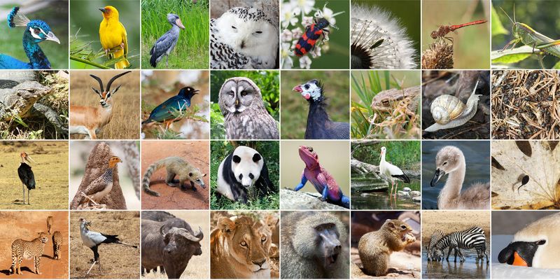 More Species Are Threatened with Extinction than Previously Thought ...