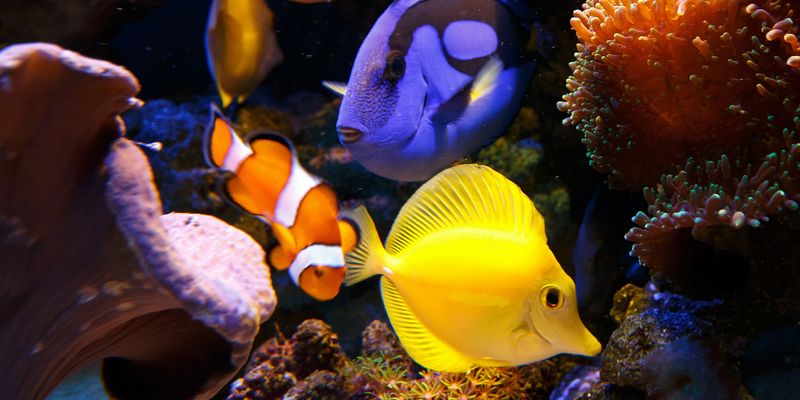 Reef Fish Evolution Driven by Biting | Lab Manager