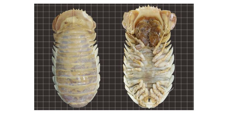 New Giant Deep-Sea Isopod Discovered in the Gulf of Mexico | Lab Manager