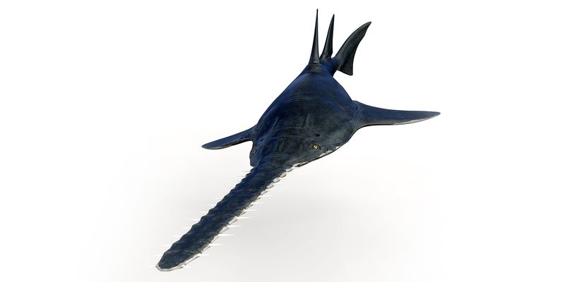Sawfish Fossils Suggest Teeth Likely Evolved from Body Scales in ...