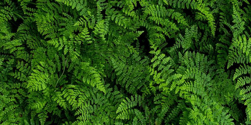 Land Plants Changed Earth’s Composition, Say Scientists | Lab Manager