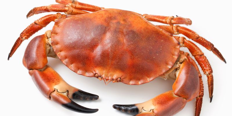 A Sustainable Battery with a Biodegradable Electrolyte Made from Crab ...