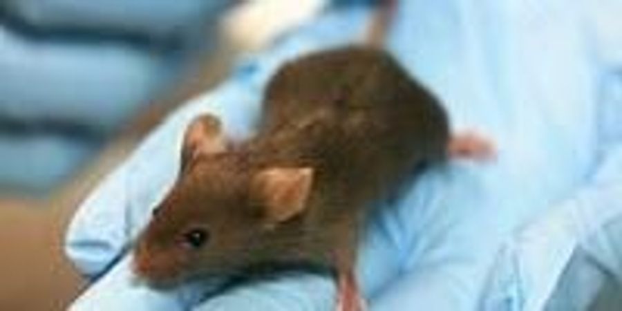 Better Mouse Model Built to Enable Precision Medicine Research for ...