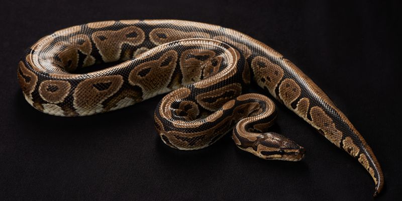 Pythons Are True Choke Artists | Lab Manager