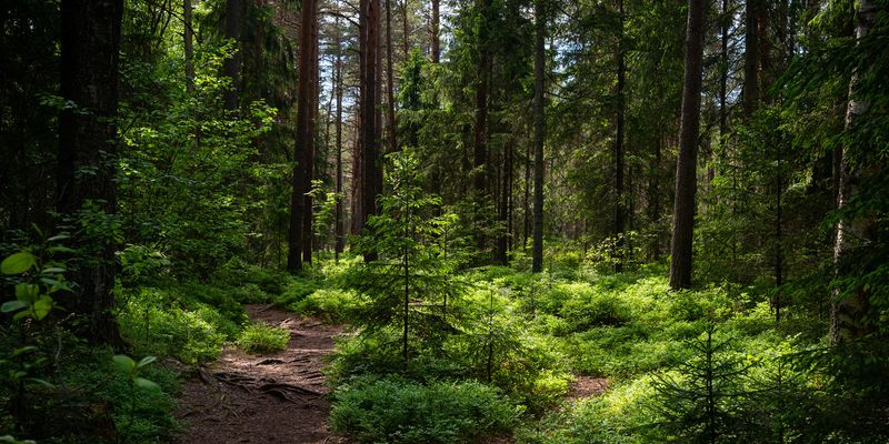 Tree Species Diversity Enhances Forest Drought Resistance | Lab Manager