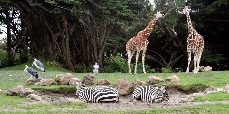 Food and Company Help Animals in Captivity | Lab Manager