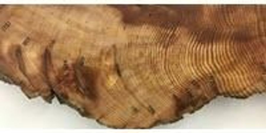 Tree-Ring Analysis Explains Physiology Behind Drought Intolerance | Lab ...