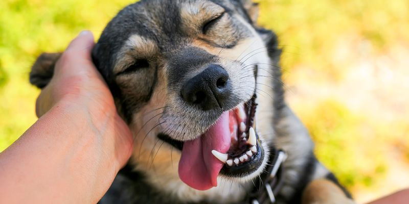 Interacting with Dogs Sparks Activity in the Prefrontal Cortex | Lab ...