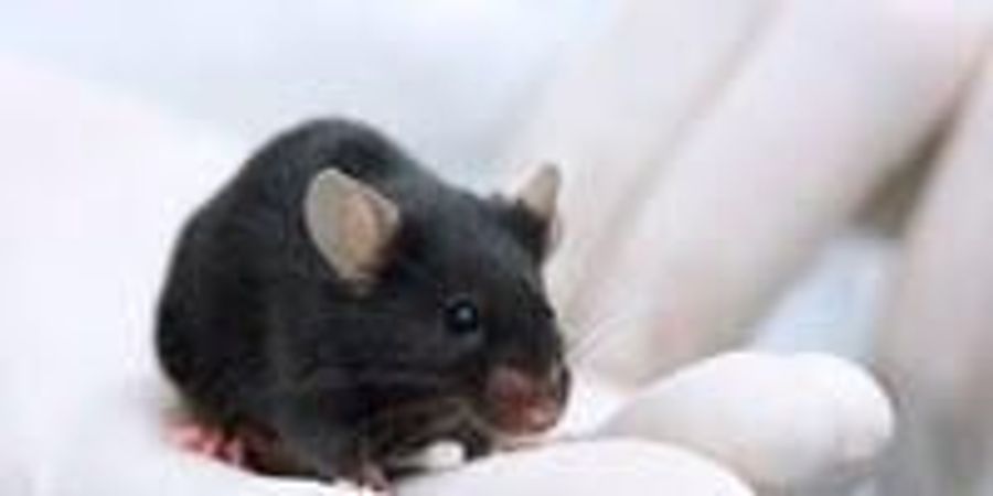 300 Blind Mice Uncover Genetic Causes of Eye Disease | Lab Manager