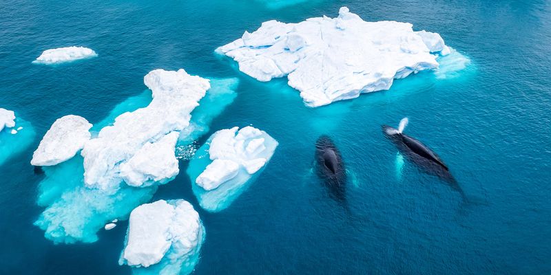 New Dataset Reveals Biological ‘Treasure Trove’ of Arctic Ocean | Lab ...