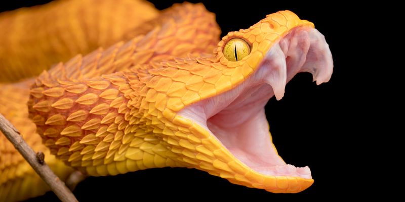 Model Calculates Energetics of Piercing Fangs and Claws | Lab Manager