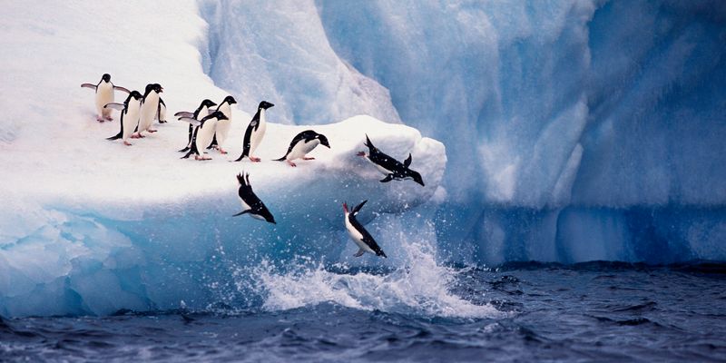 Scientists Call for Setting Limits on Fishing in Antarctica’s Southern ...