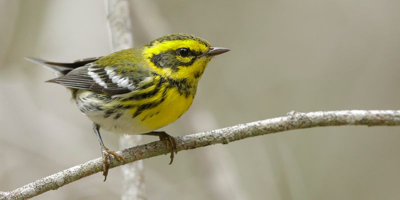 Migrating Birds Attracted by Light Pollution Face Toxic Chemical ...