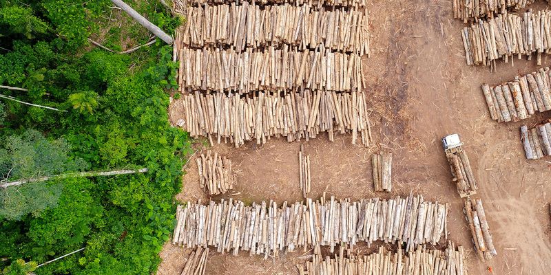 ‘Deforestation-Free’ Pledges Have Barely Impacted Forest Clearance ...