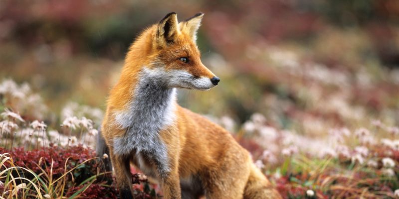 NASA Laser Project Benefits Animal Researchers | Lab Manager