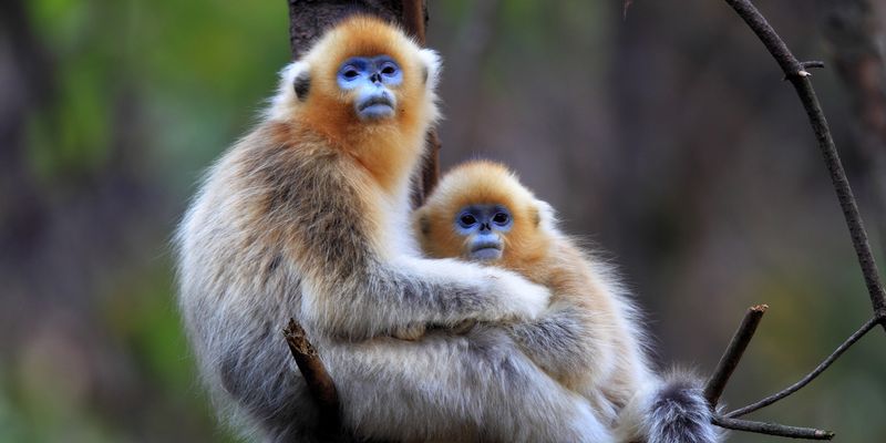 Protected Areas Buffer Climate Change for Biodiversity | Lab Manager